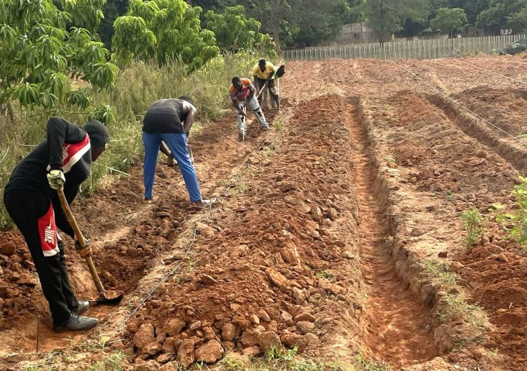 Neue Anbauflächen – Methode Zaï – Centre Agro-Alimentaire Siby